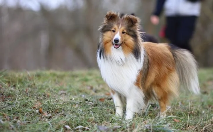 Native Estonian‎ Dog Breeds | All dogs of Estonia‎ | Dog breeds ...