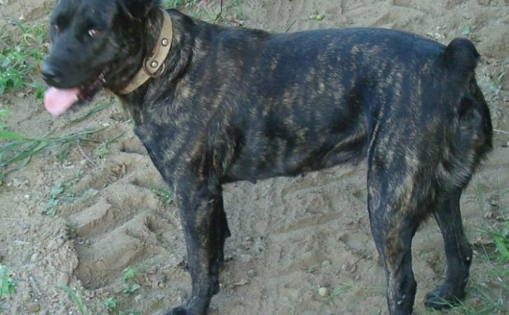 Native Angola dog breeds | All dogs of Angola | Dog breeds originating ...