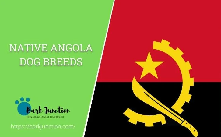 Native Angola dog breeds | All dogs of Angola | Dog breeds originating ...