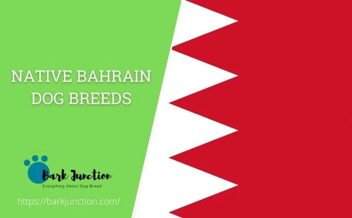 Native Bahrain dog breeds | All dogs of Bahrain | Dog breeds ...