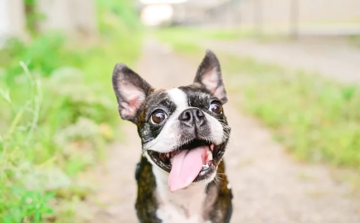 Native Zambia dog breeds | All dogs of Zambia | Dog breeds originating ...